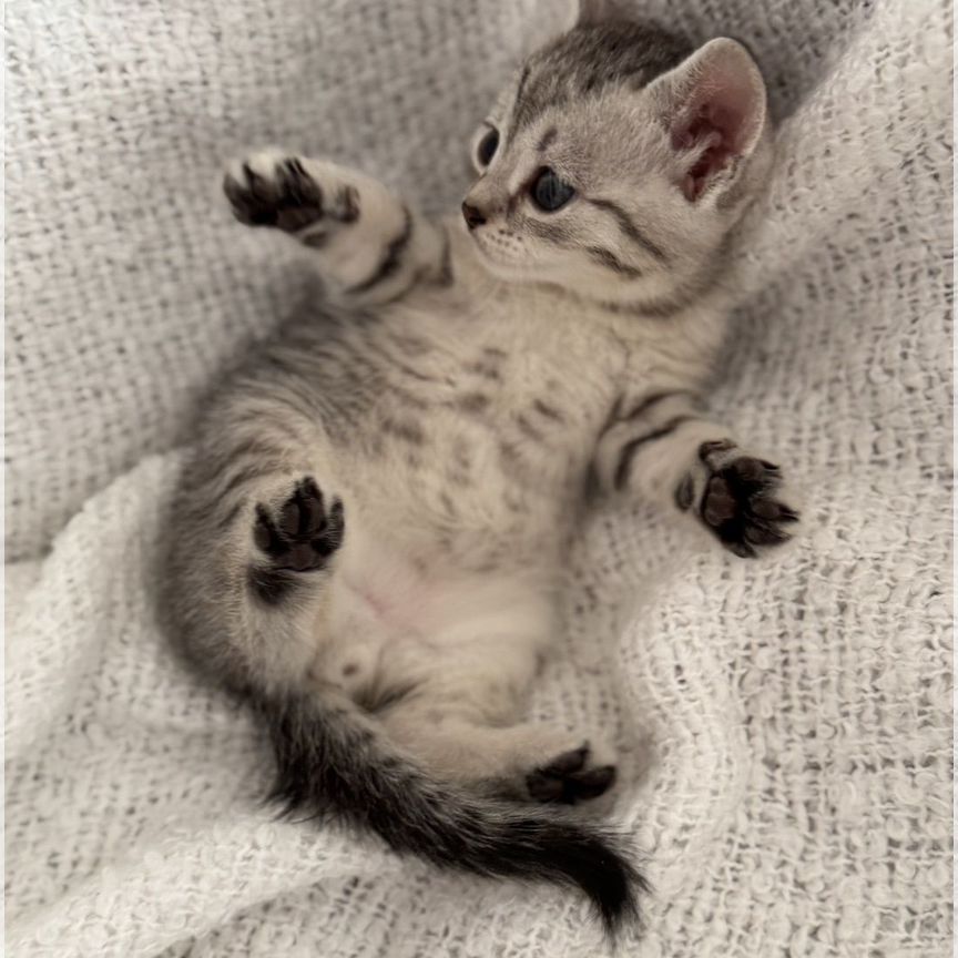 Шотландский вислоухий короткошёрстный котёнок