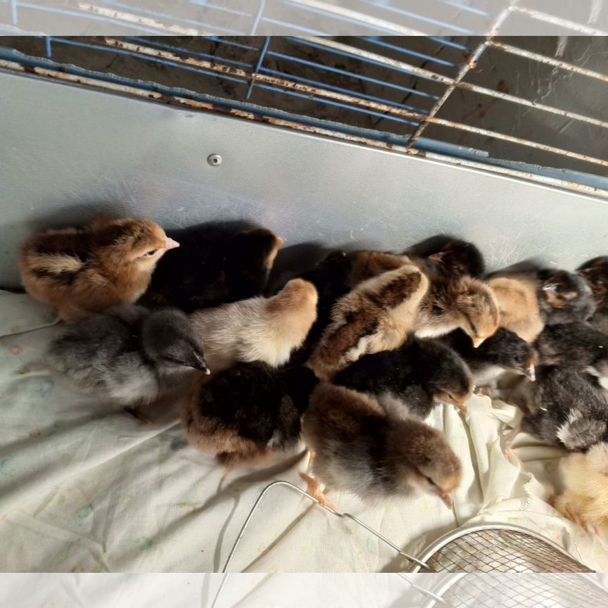 Цыплята кур несушек