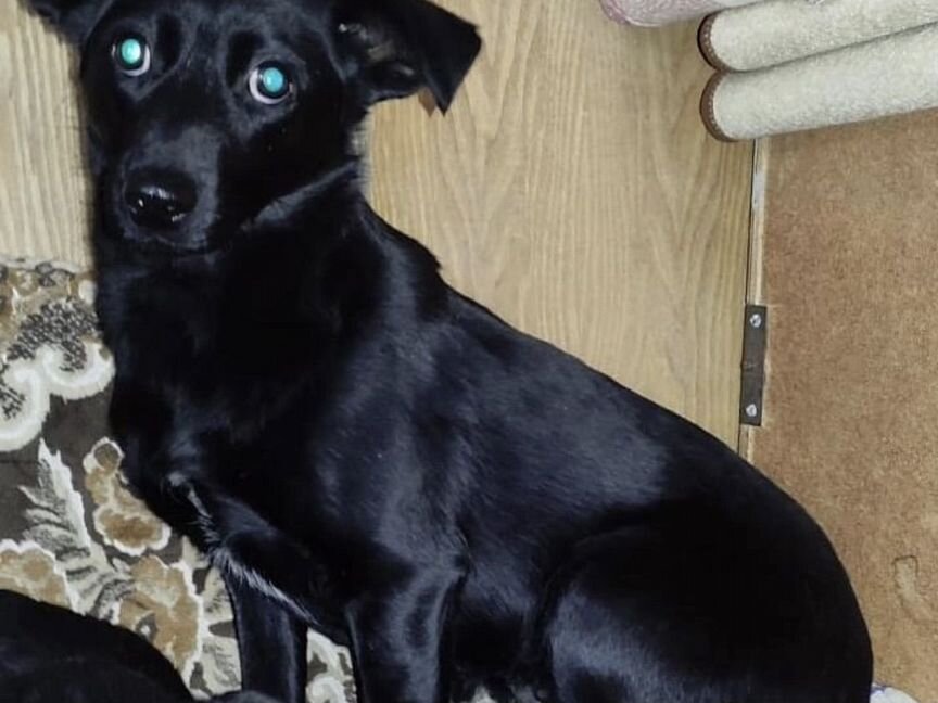 Ищем волонтеров