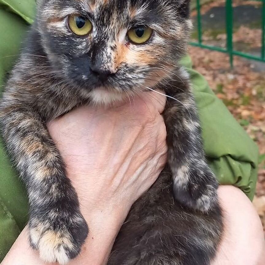Ласка ищет дом