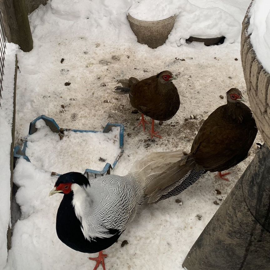 Серебряный фазан