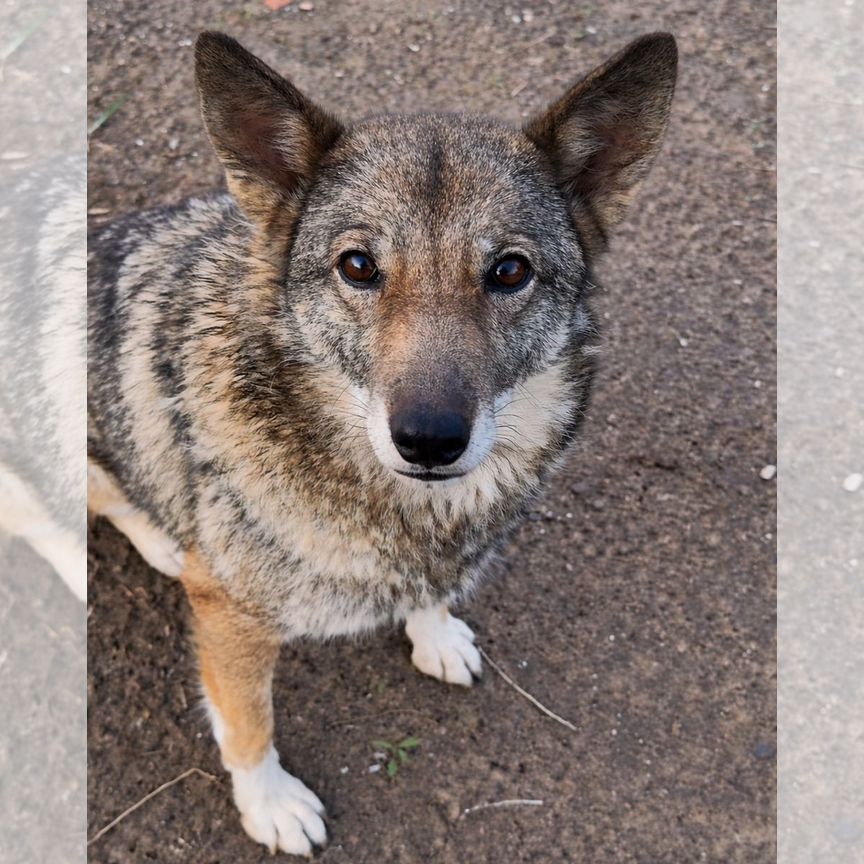 Немецкая овчарка, взрослая собака