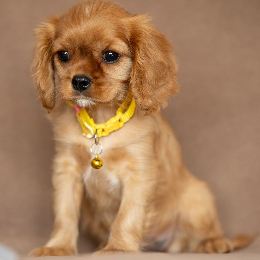 Кавалер кинг-чарльз-спаниель, щенок