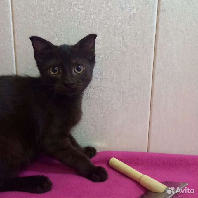 Черный бриллиант