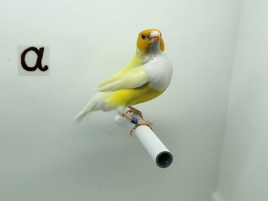 Самец Амадины гульда