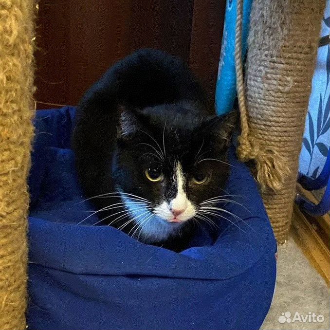 Замечательная ласковая кошечка Душенька ищет дом