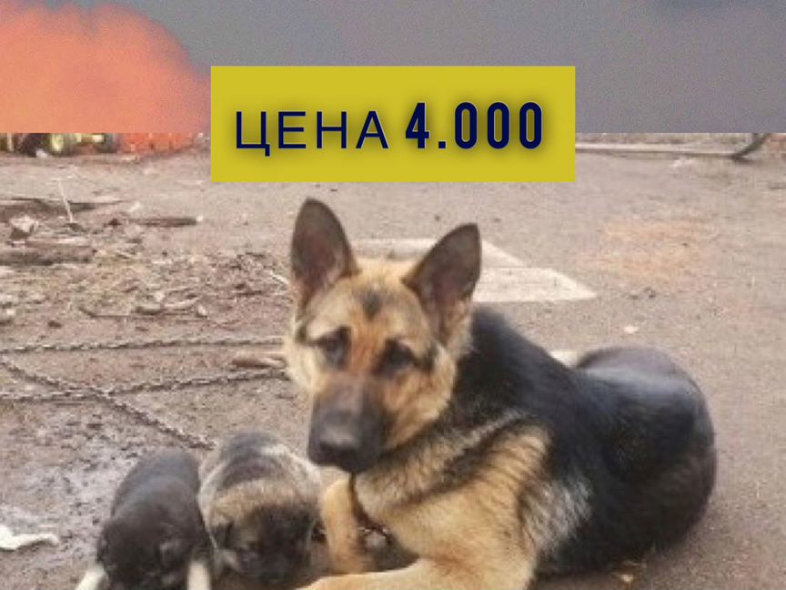 Немецкая овчарка,щенки