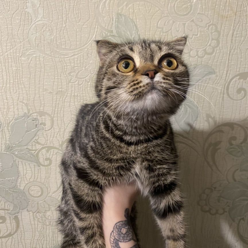 Найдена кошка