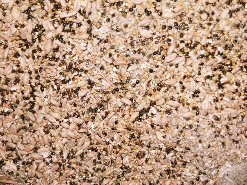 Зерноотходы