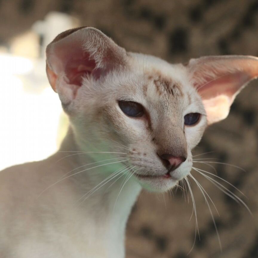 Орхидея. Бесплатно