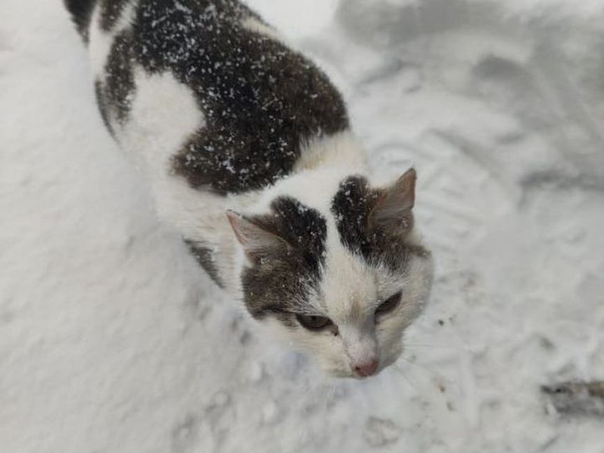 Пристраиваю кошек