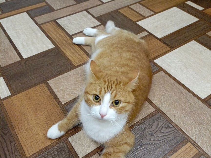 Отдам в хорошие руки рыжего котика