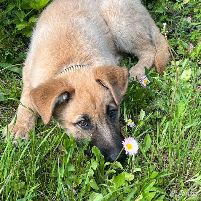 Щенок мальчик Макс 3,5 мес