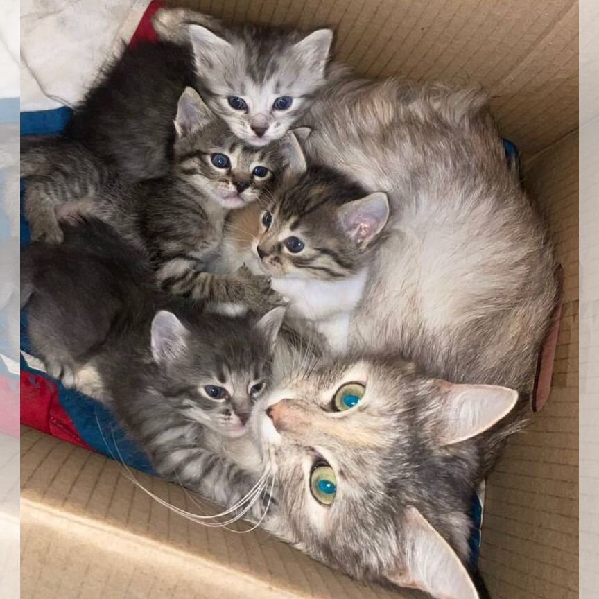 Котята в добрые руки