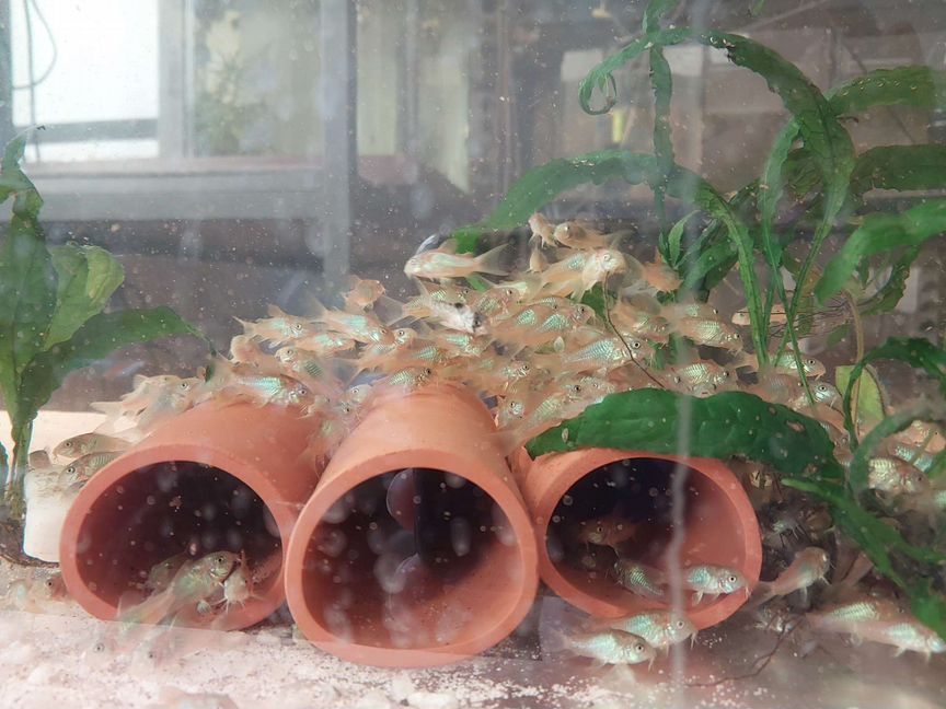 Домик для рыбок