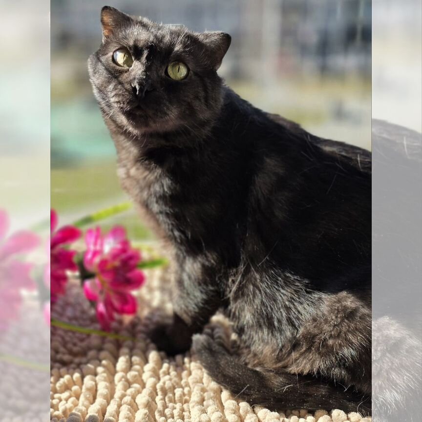 Взрослый кот в добрые руки