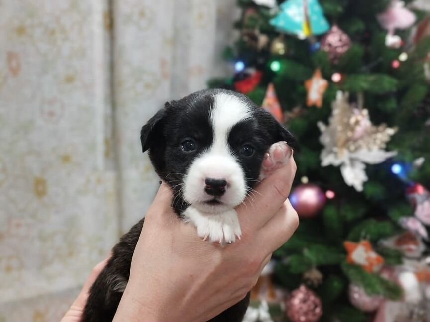 Щенки Корги Кардиган