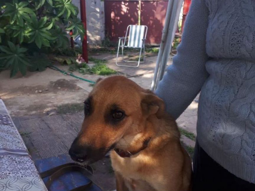 Люсенька ищет дом