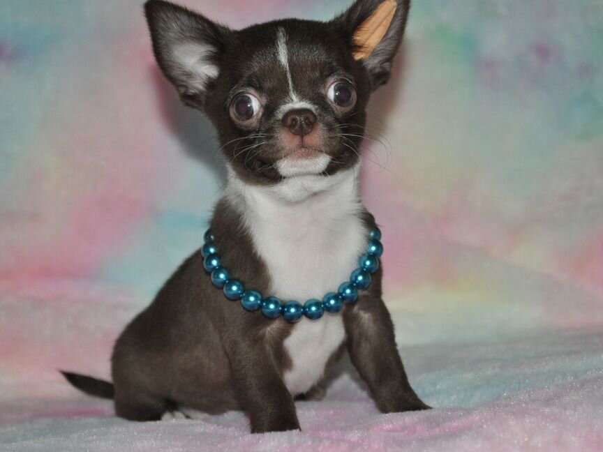 Ну чудо, как хорош этот малыш