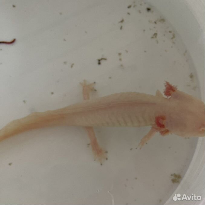 Аксолотль альбинос