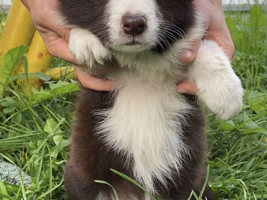 Бордер колли. Девочка для вас