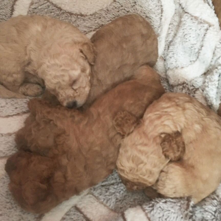 Щенки карликового пуделя