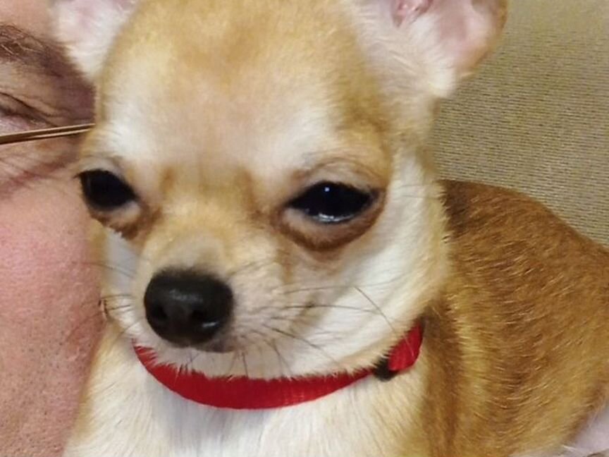 Чихуахуа мини девочка