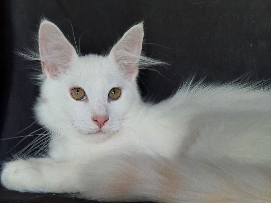 Мейн кунчик,эксклюзивный окрас