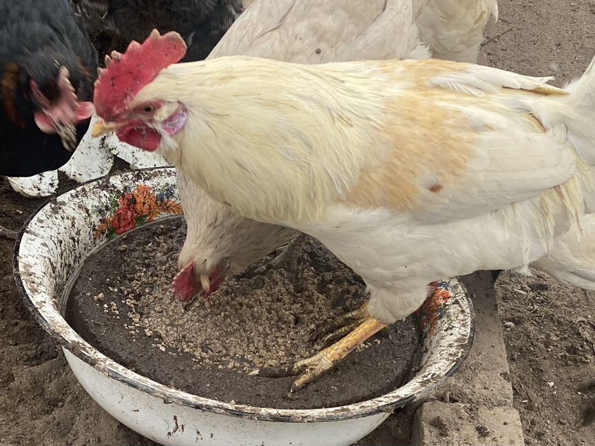 Петух молодой 7 мес