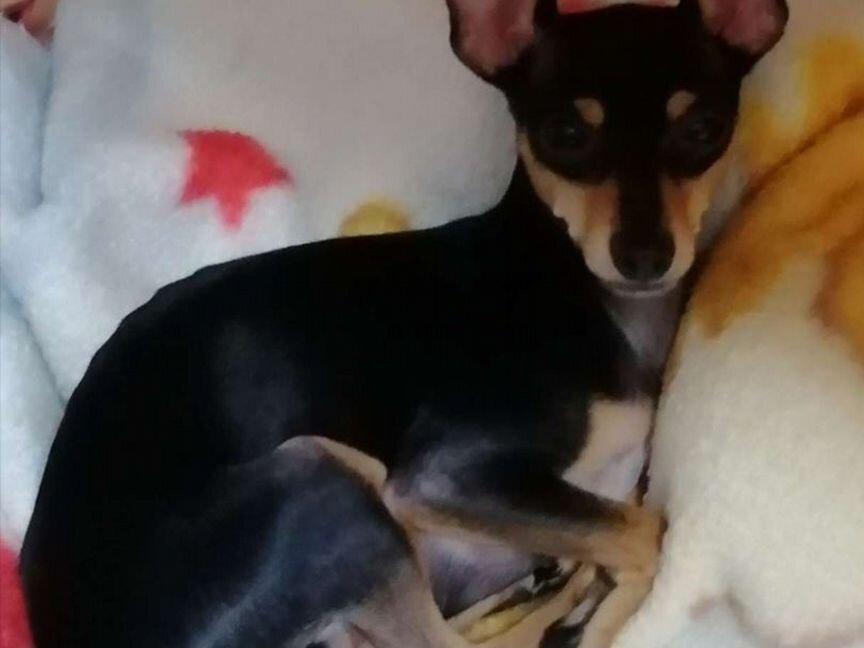 Той-терьер, вязка