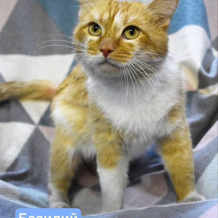 Пристраивается кот