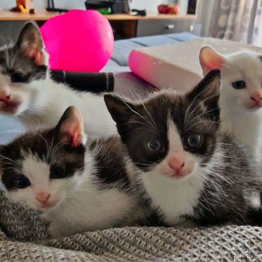 Котята в добрые руки бесплатно