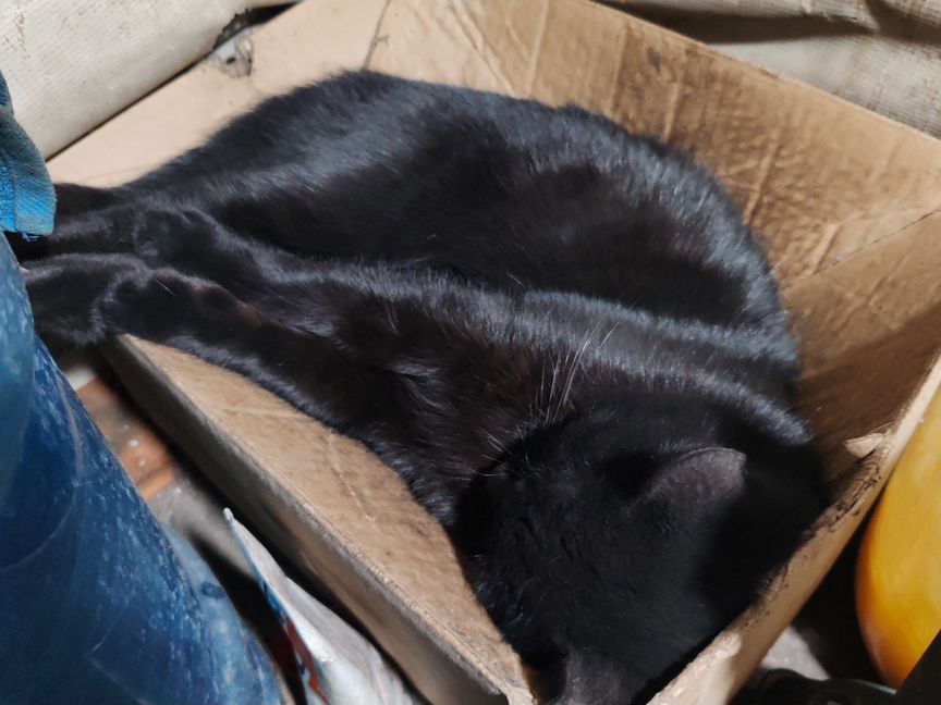 Котята в добрые руки бесплатно мальчик