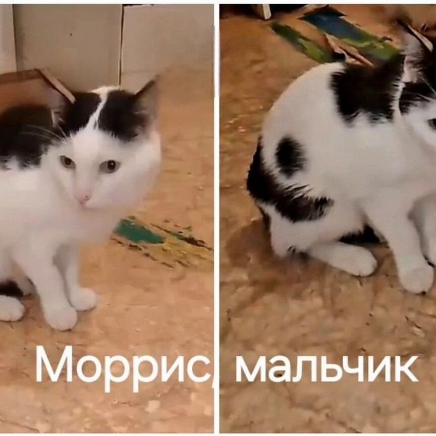 Котики бесплатно