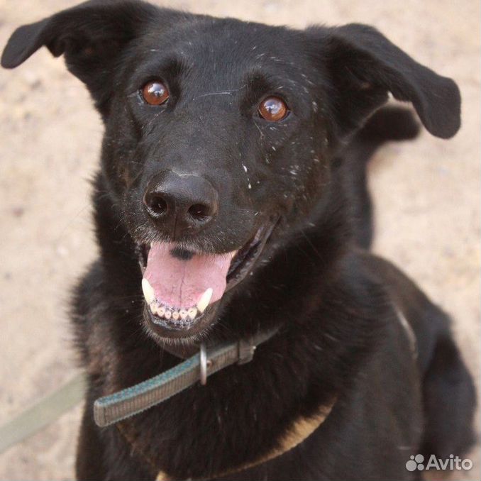 Милая Черничка ищет дом