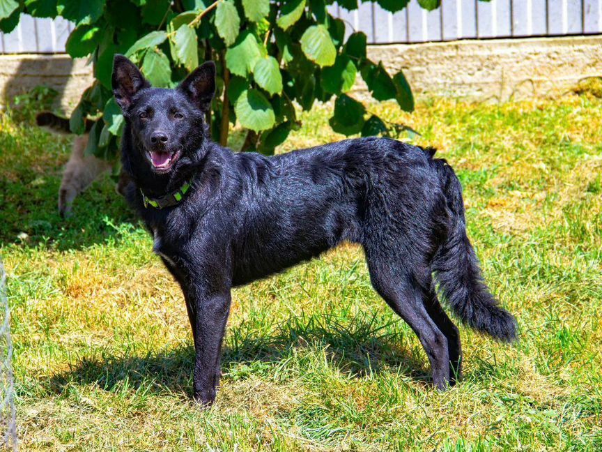 Безумной красоты молодой пес