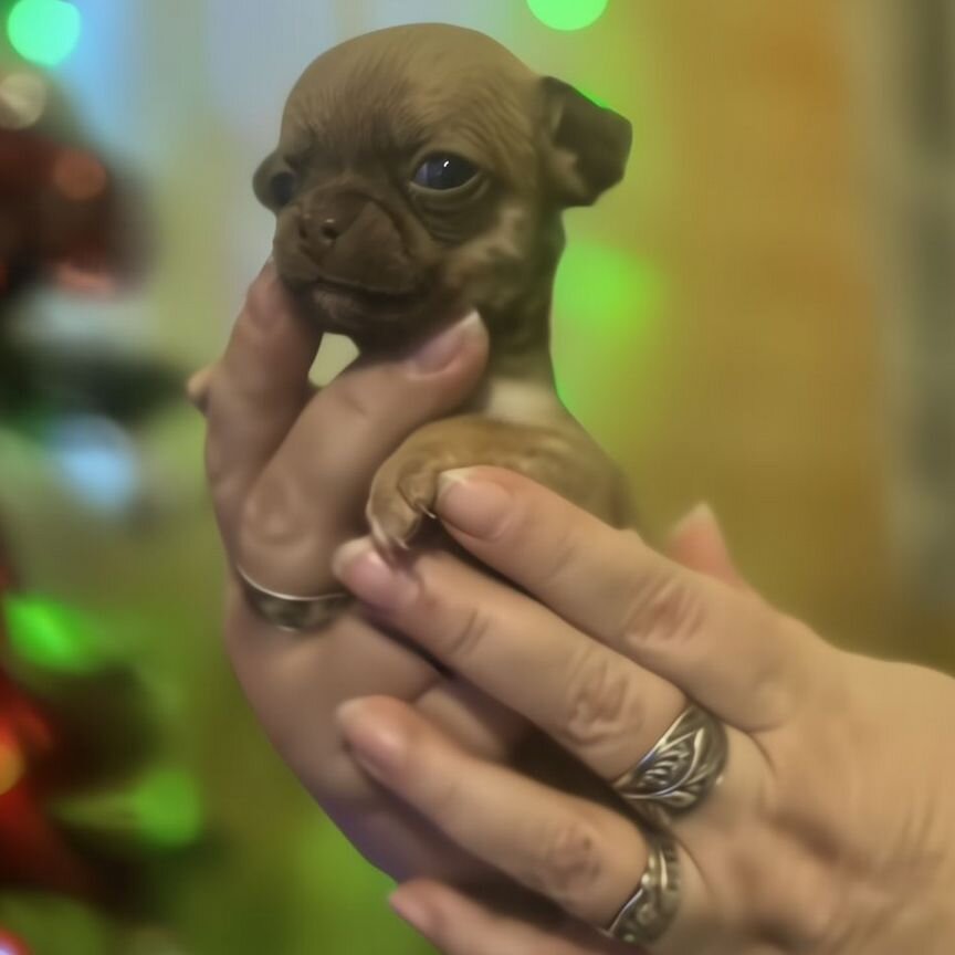 Чихуахуа, щенок