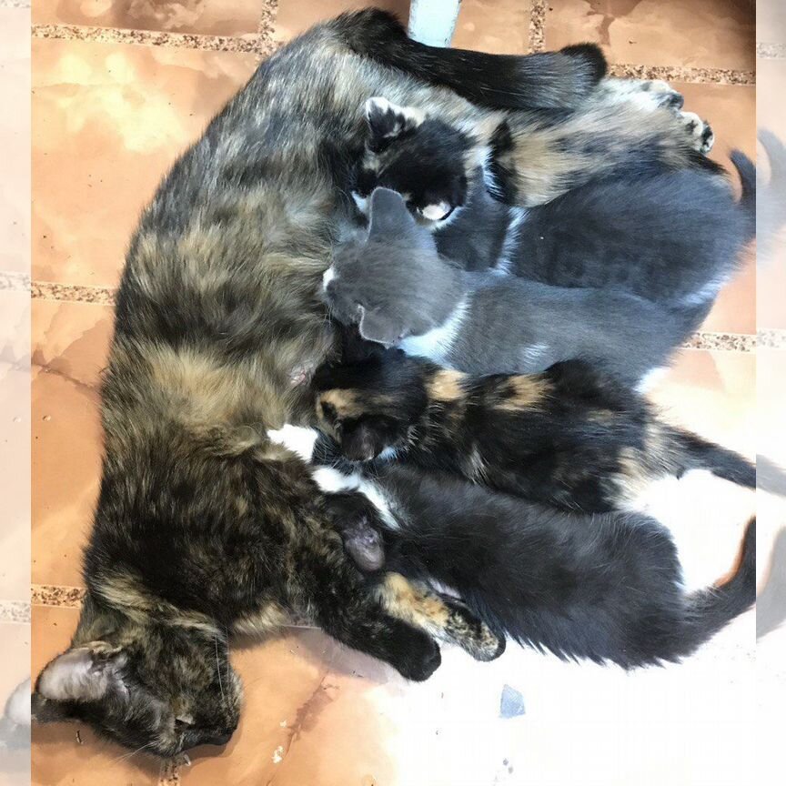 Котята в добрые руки