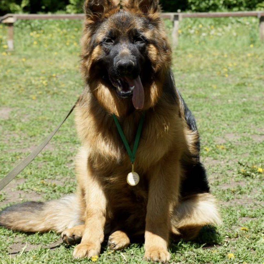 Немецкая овчарка, щенок