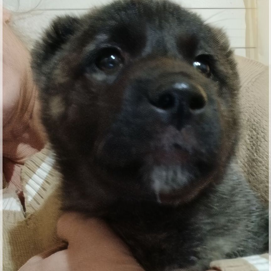 Кангал, щенок