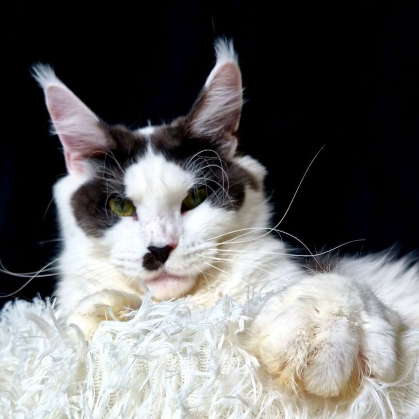 Мейн-кун котёнок