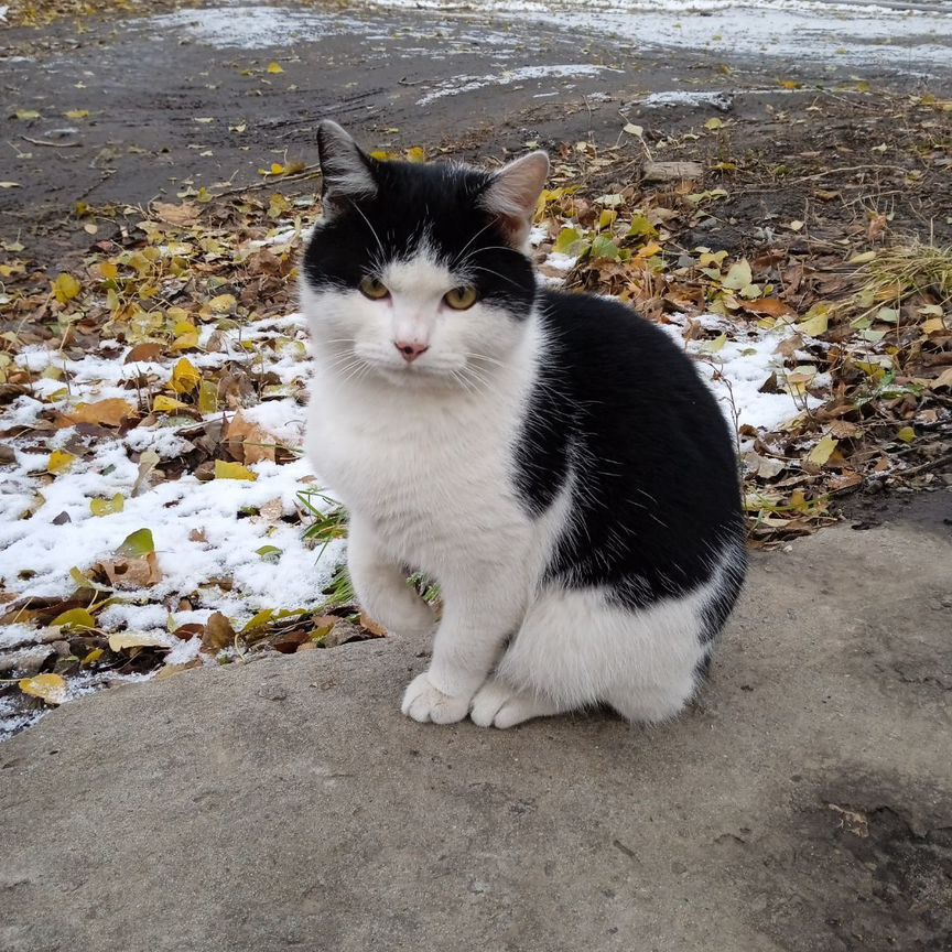 Котик в добрые руки