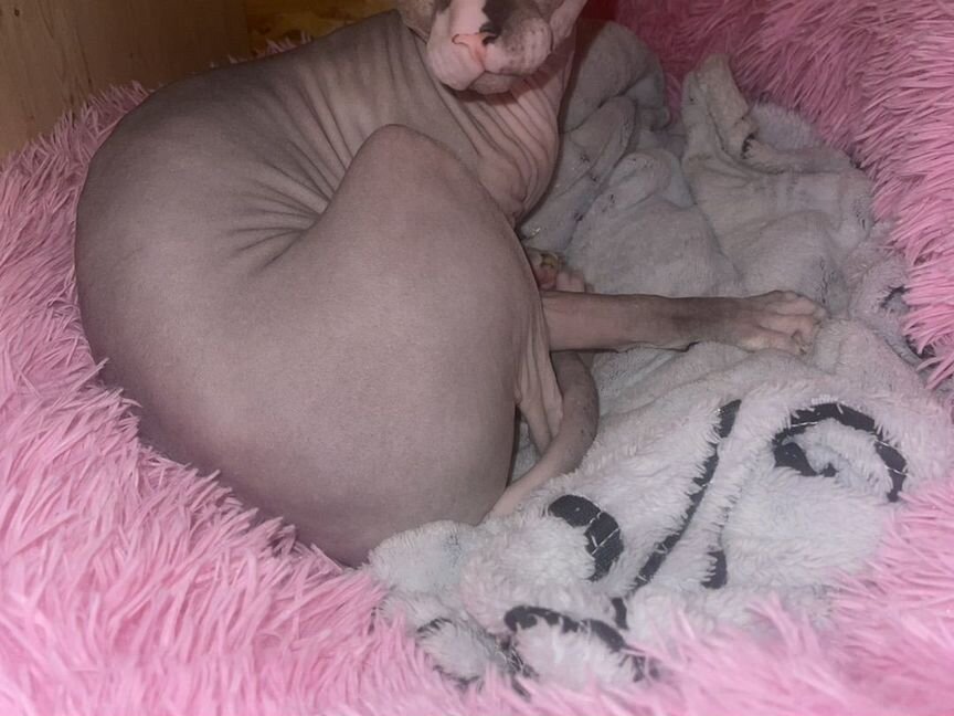 Донской сфинкс мальчик