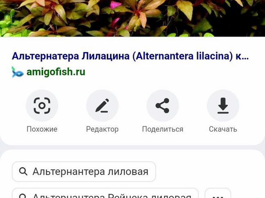 Альтернатера Лилицина