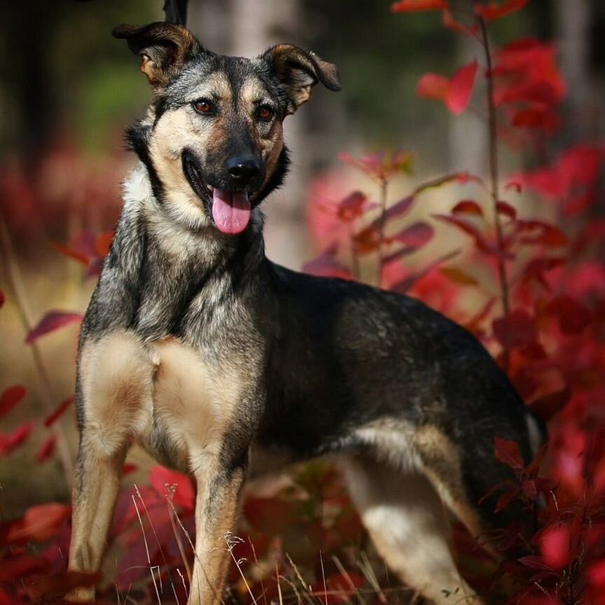 Красавица Пальма в добрые руки