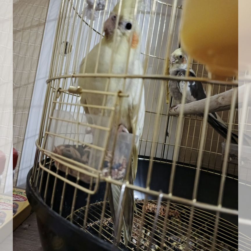 Попугай корелла с клеткой