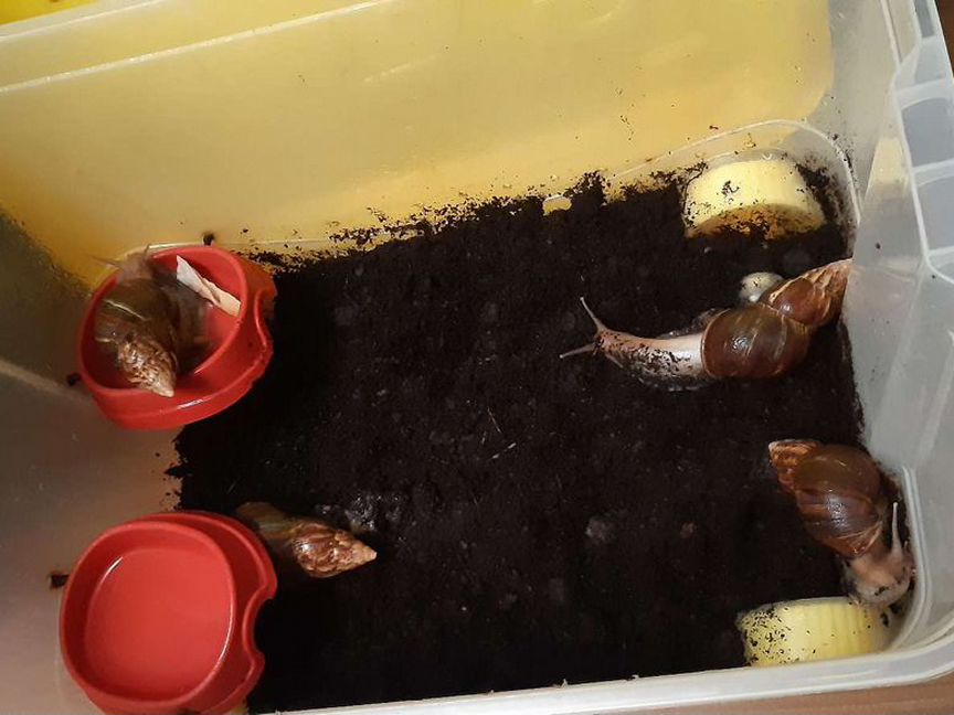 Улитки ахатины