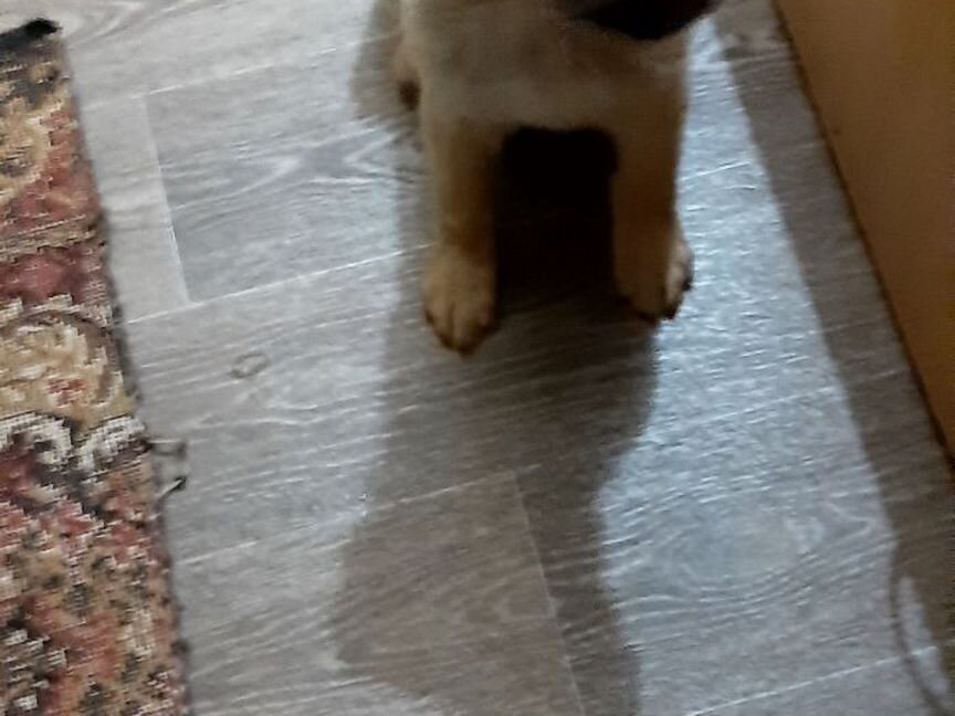 Щенок 2 мес.для охраны дома или огорода