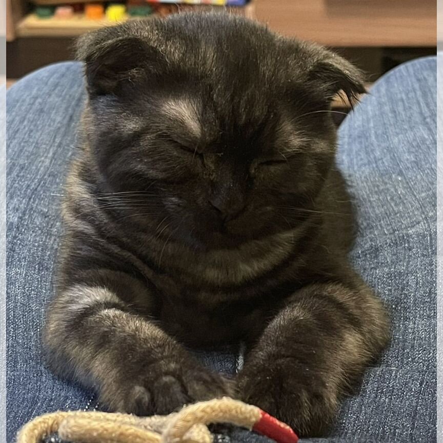 Шотландская кошечка