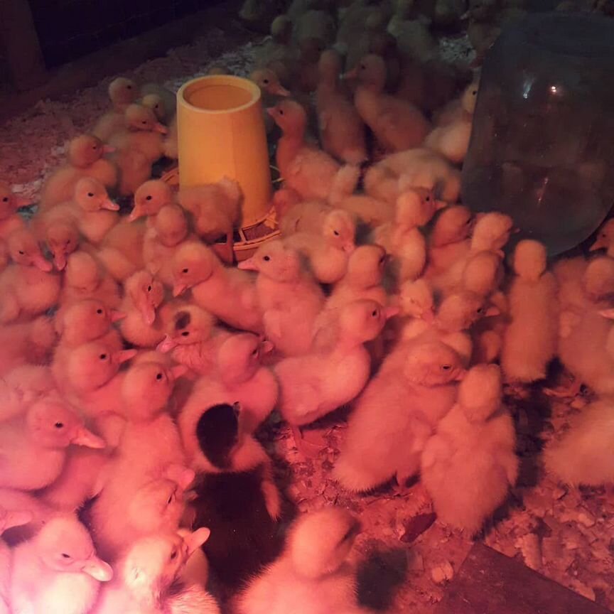 Утята стар 53